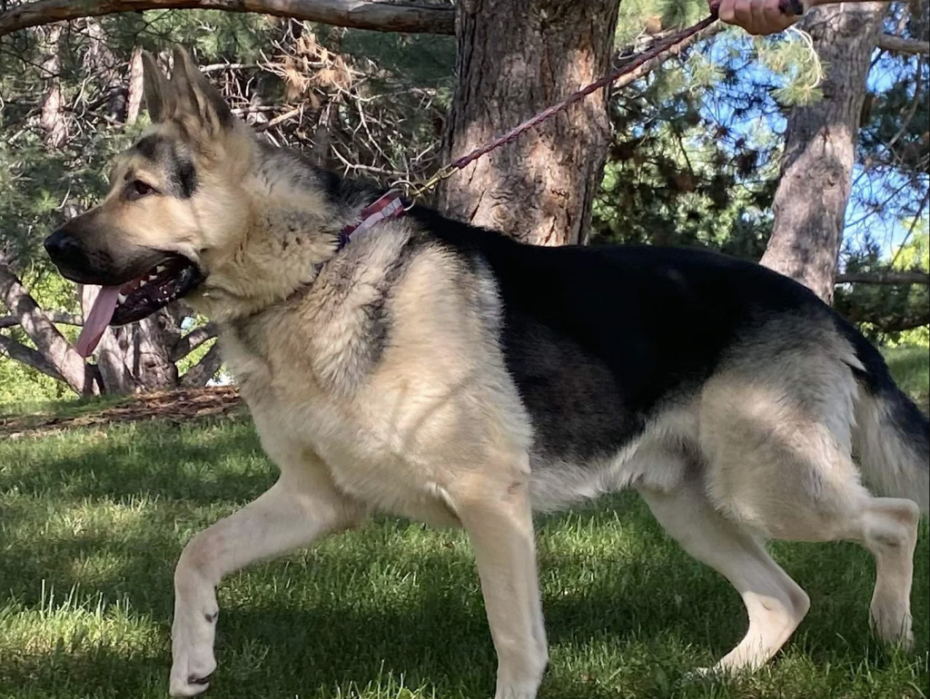 Silver Black German Shepherd: A Unique Breed Profile - Chessrush Taktik